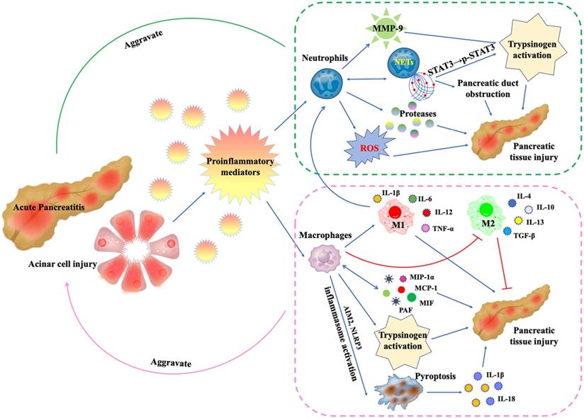 The Role of Pancreatic Infiltrating Innate Immune Cells in Acute ...
