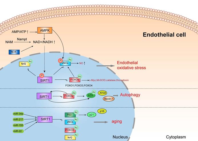SIRT1: A Novel Protective Molecule in Pre-eclampsia