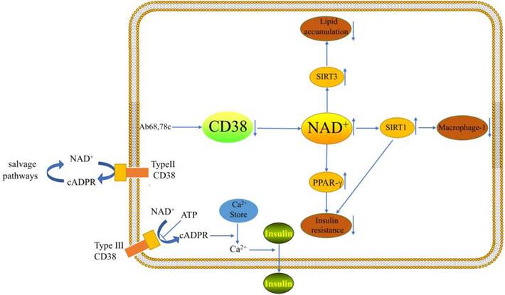 Mechanism of CD38 via NAD+ in the Development of Non-alcoholic Fatty ...