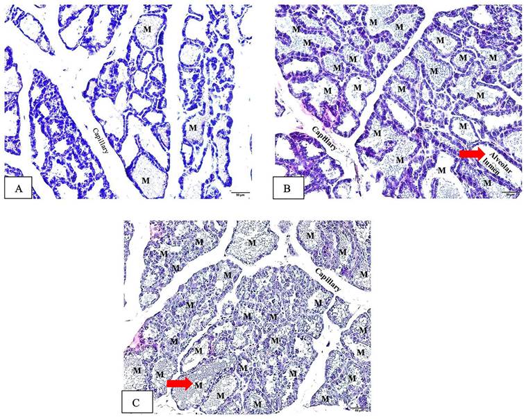 Potential Galactagogue Effect of Tri-Than-Thip Remedy on Milk Synthesis ...