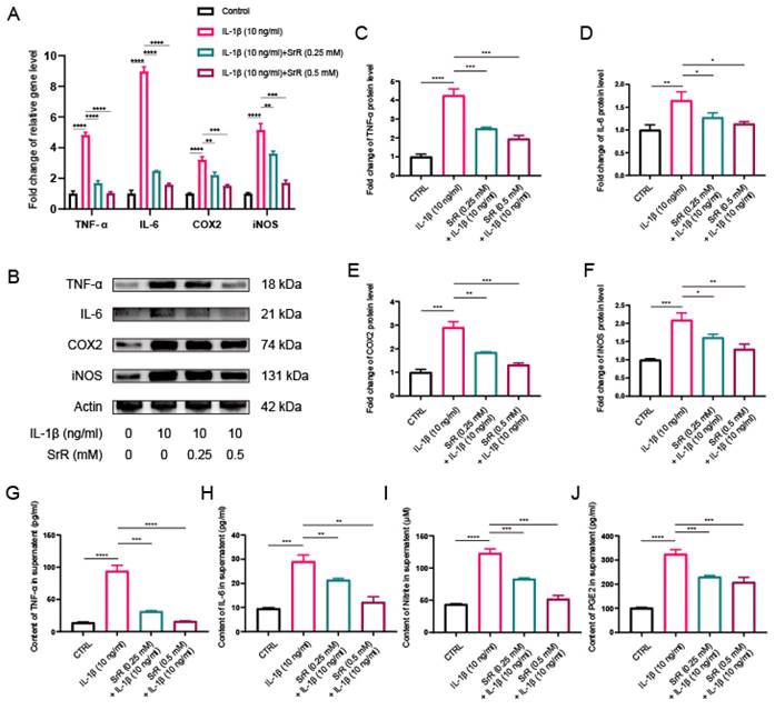 Strontium Ranelate Ameliorates Intervertebral Disc Degeneration via ...