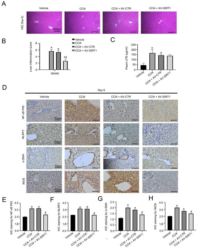 Activating SIRT1 deacetylates NF-κB p65 to alleviate liver inflammation ...