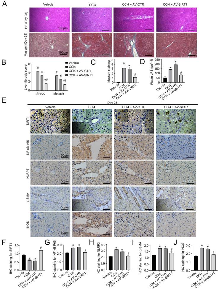Activating SIRT1 deacetylates NF-κB p65 to alleviate liver inflammation ...
