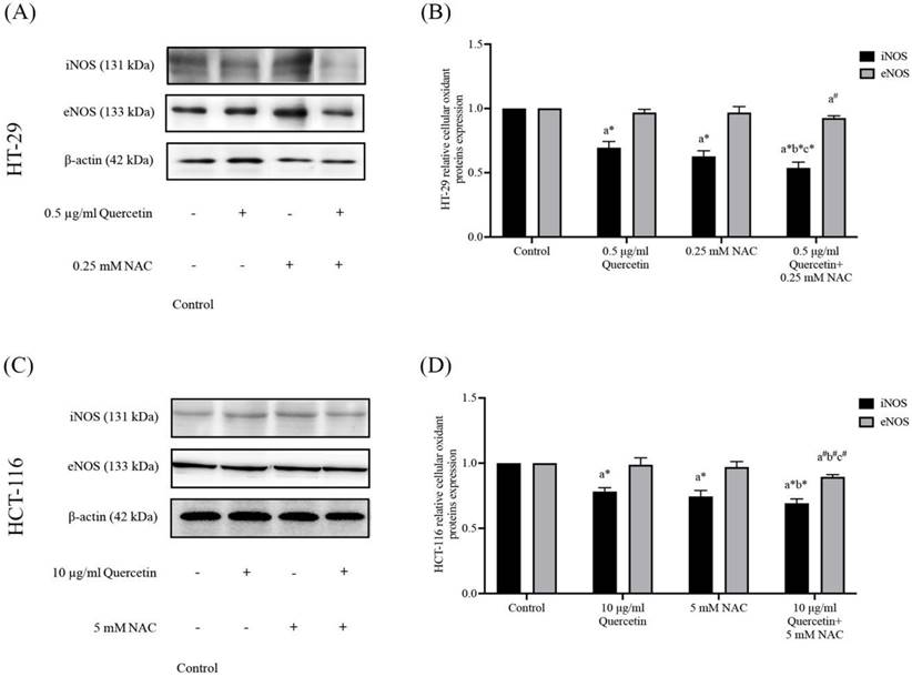 N-acetylcysteine improves the inhibitory effect of Quercetin-rich onion ...