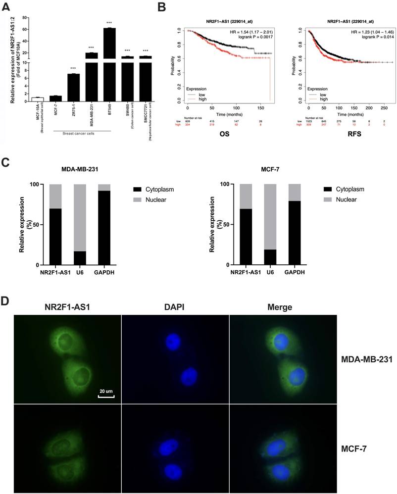 Lnc NR2F1-AS1 Promotes Breast Cancer Metastasis by Targeting the MiR-25 ...