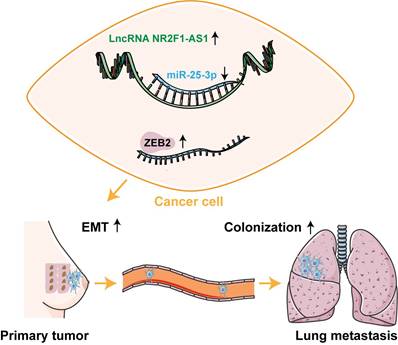 Lnc NR2F1-AS1 Promotes Breast Cancer Metastasis by Targeting the MiR-25 ...