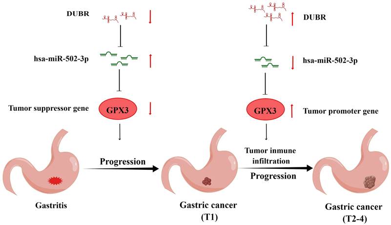 Prognostic value and immunological roles of GPX3 in gastric cancer